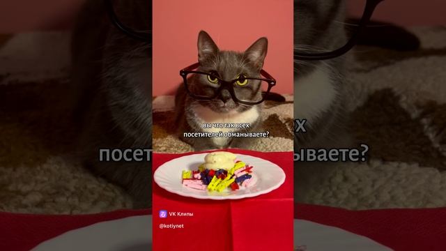 Если бы котики ходили в ресторан
