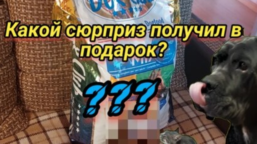 Кане корсо на сушке.Подарок от Ozon