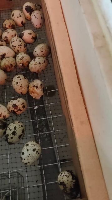 Вылуп Перепелки.Инкубация#перепелки #инкубация#перепелинаяферма