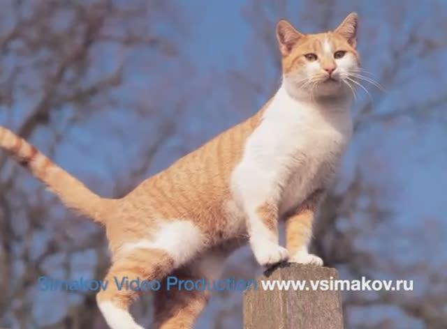 Валта ТВ - Советы ветеринарного врача. Реабилитация у животных