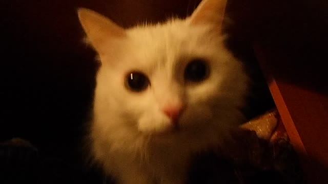 так и живём 😼