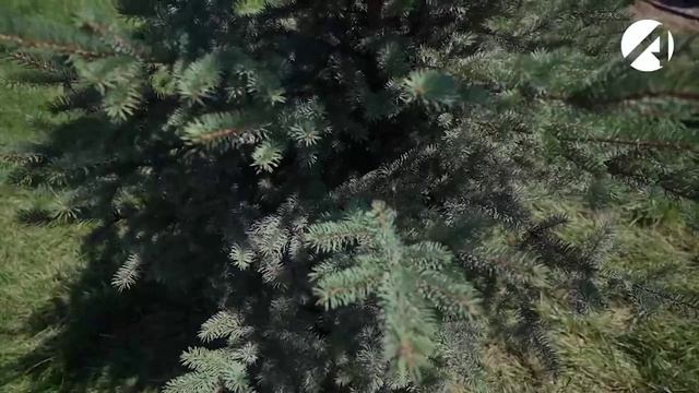 Сюжет А24_Благоустройство сквера больницы им. Силищевой_