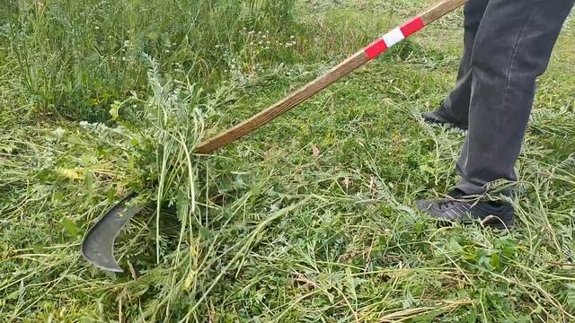 Косьба ручной косой цветущего эспарцета. (2_2)