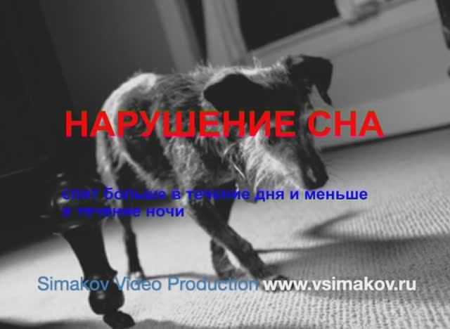 Валта ТВ - Советы ветеринарного врача. Старение головного мозга у собак