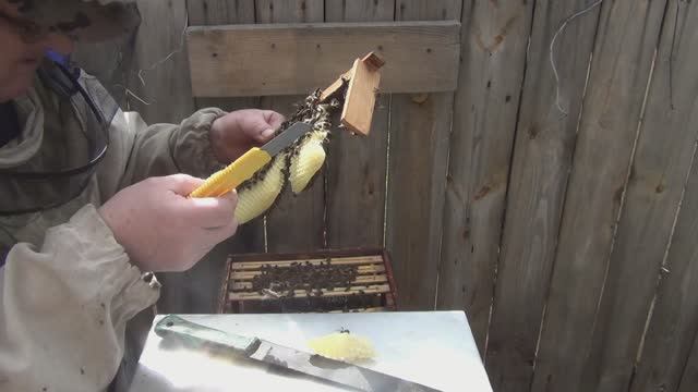 Одеваем "бигуди" на маточники. (Сюжет 17)