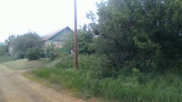 Мы просто пчелы...😁