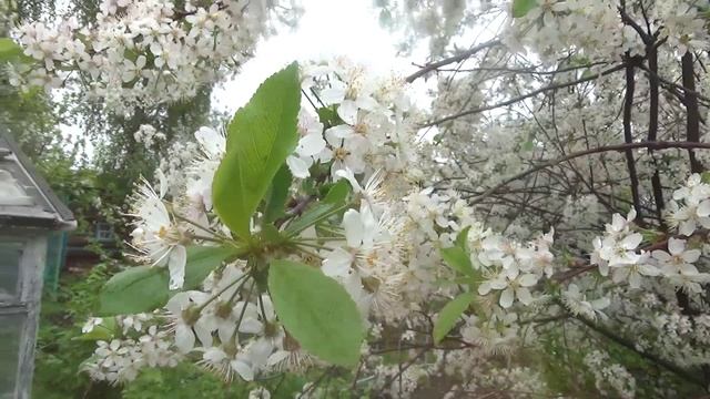 Лучший Relax ✨Прогулка по цветущему саду  #снятиестресса #расслабление