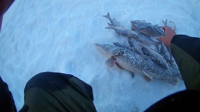 БЕЗМОТЫЛКА ПЛОТВА В МОРОЗ. ПЛОТВА ЖРЕТ БАГЕТЫ В -19 ЕСТЬ ДАЖЕ ШУКИ