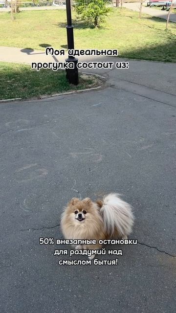 Идеальная прогулка состоит из…