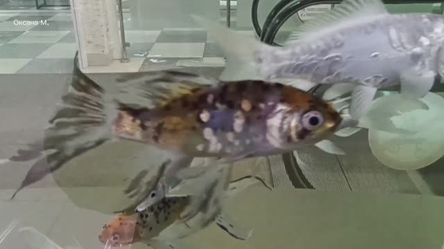 Аквариумные рыбки в торговом центре.mp4