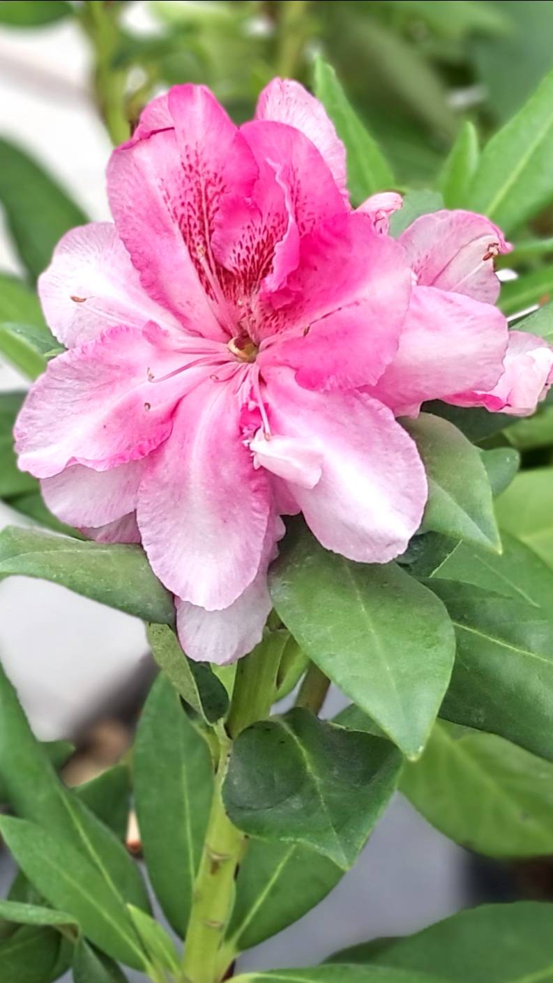 Рододендроны