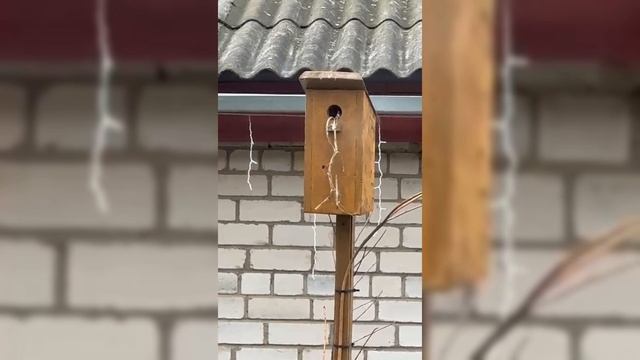 Музыка для спокойствия🪶Птицы строят себе домики