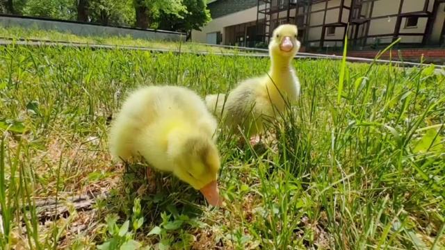 🍀 Вскоре после декоративных кур, у гусей в зоопарке появилось потомство!