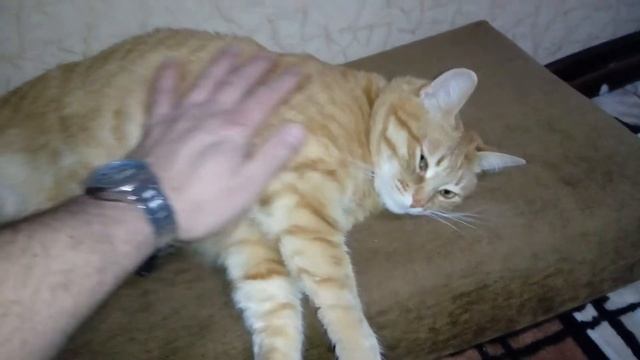 Лексус отдыхает