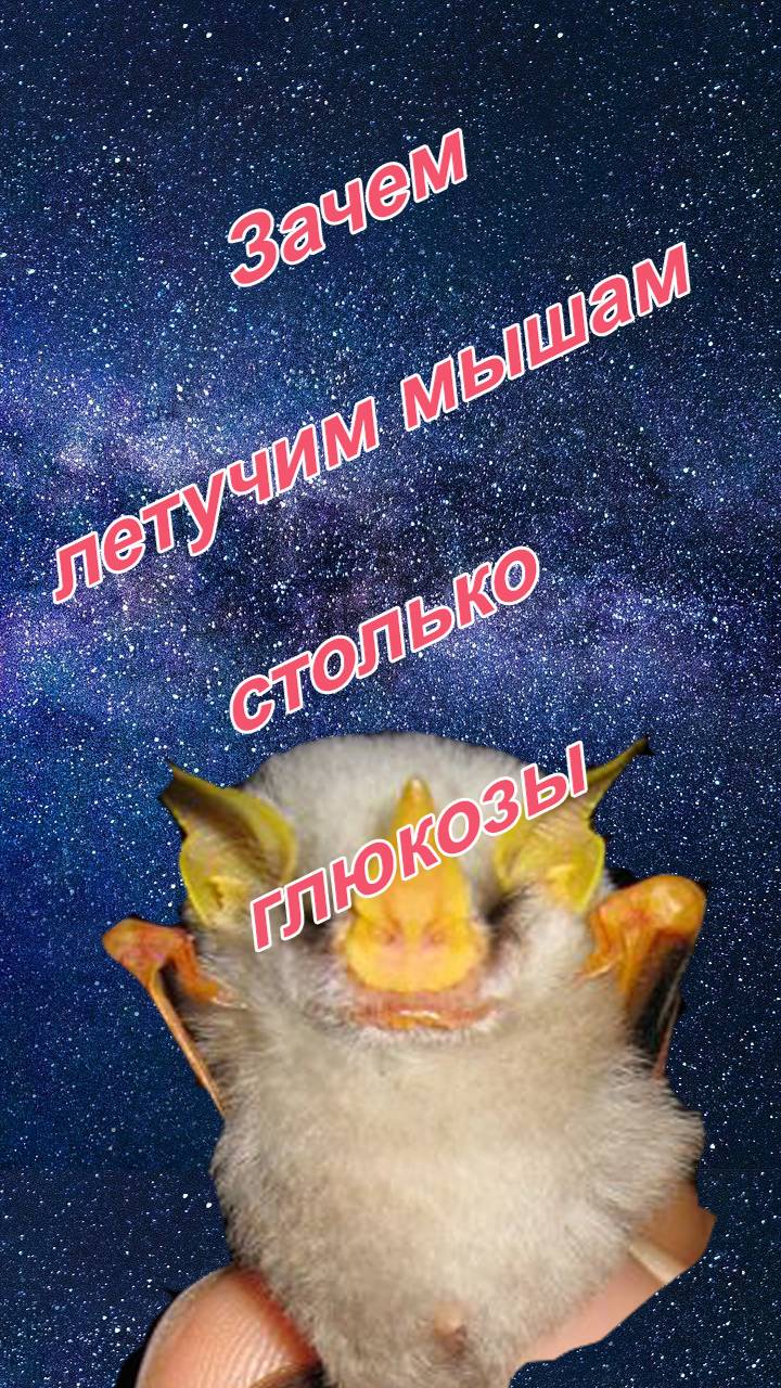 Зачем летучим мышам такой высокий уровень глюкозы в крови