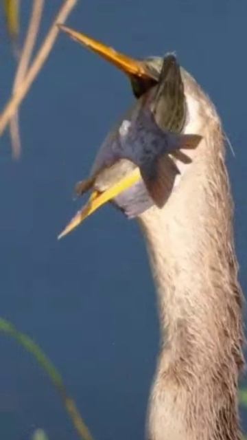 Цапля с трудом проглотила здоровенную рыбу