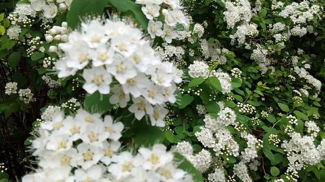 В моём саду распустились кустарники.