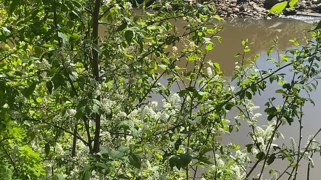 Relax. Река, цвет черёмухи