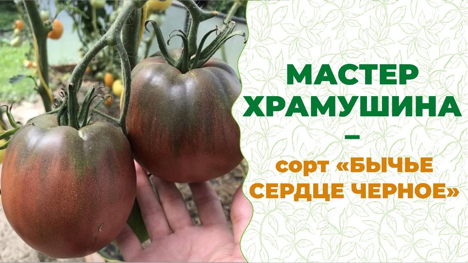 Сорт томатов, любимый всеми садоводами. Угадайте, какой? Мичурин-томаты, Елена Храмушина.