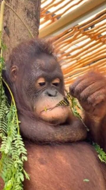 Шимпанзе и бабочка