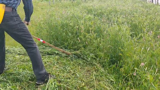 Косьба ручной косой цветущего эспарцета. Часть 1.