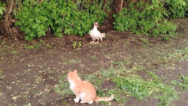 Деревенские жители 🤗