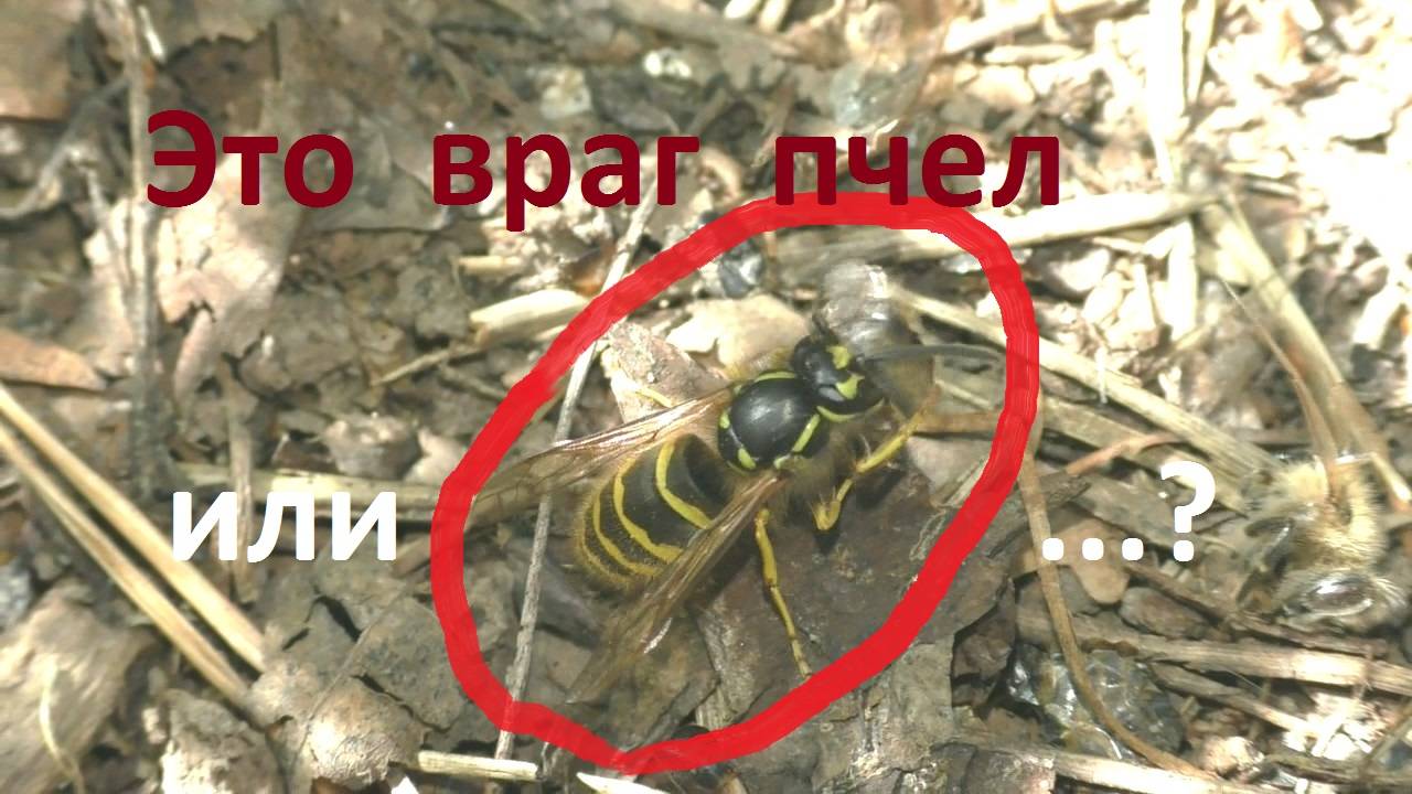 Вот что вытворяют осы на пасеке