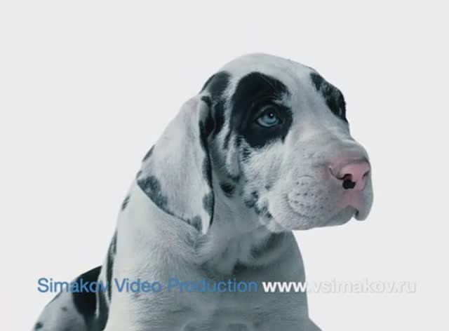 Валта ТВ - Советы ветеринарного врача. Онкологические заболевания у собак