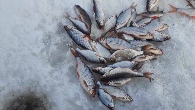 ЛОВЛЯ БЕЛОЙ РЫБЫ НА САЛО. А ЗИМОЙ ТОЖЕ КЛЮЕТ. ПЛОТВА, ОКУНЬ, ГУСТЕРА НА САЛО С ЧЕСНОКОМ