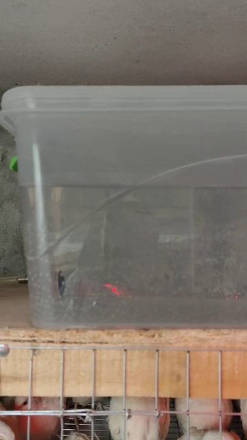 Молодняк уже в клетке.Перепелки