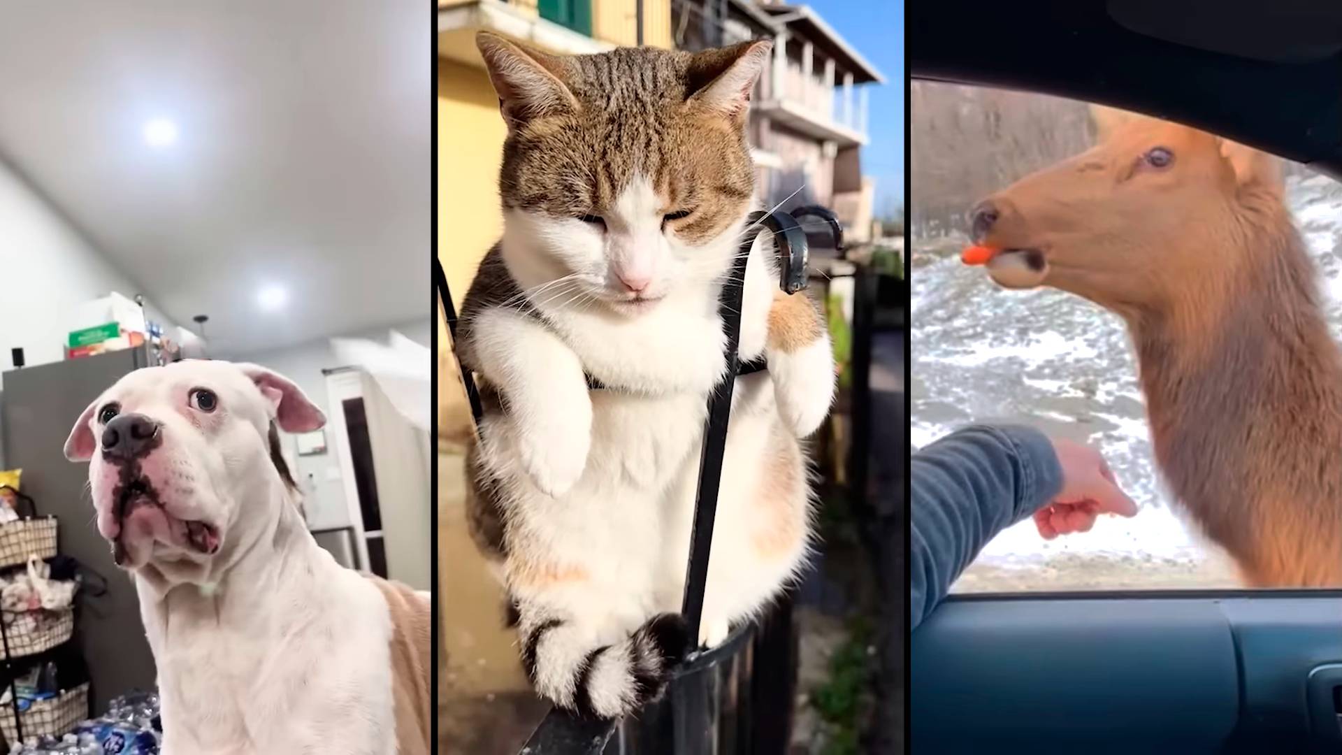 Веселые животные 🐈 2025 🐗 Подборка видео 🐇