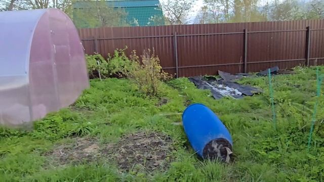 13-05-2025 Дача, открыли сезон  // Что с розами?