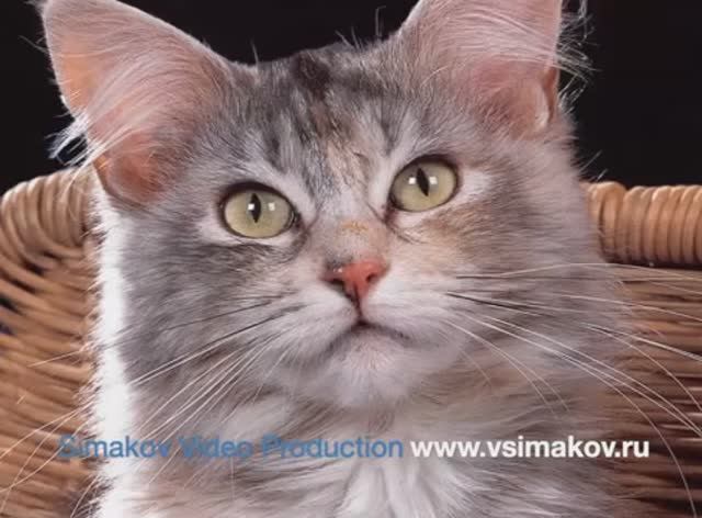 Валта ТВ - Советы ветеринарного врача. Заболевания почек у животных