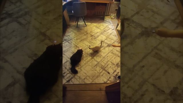 Лазерная указка