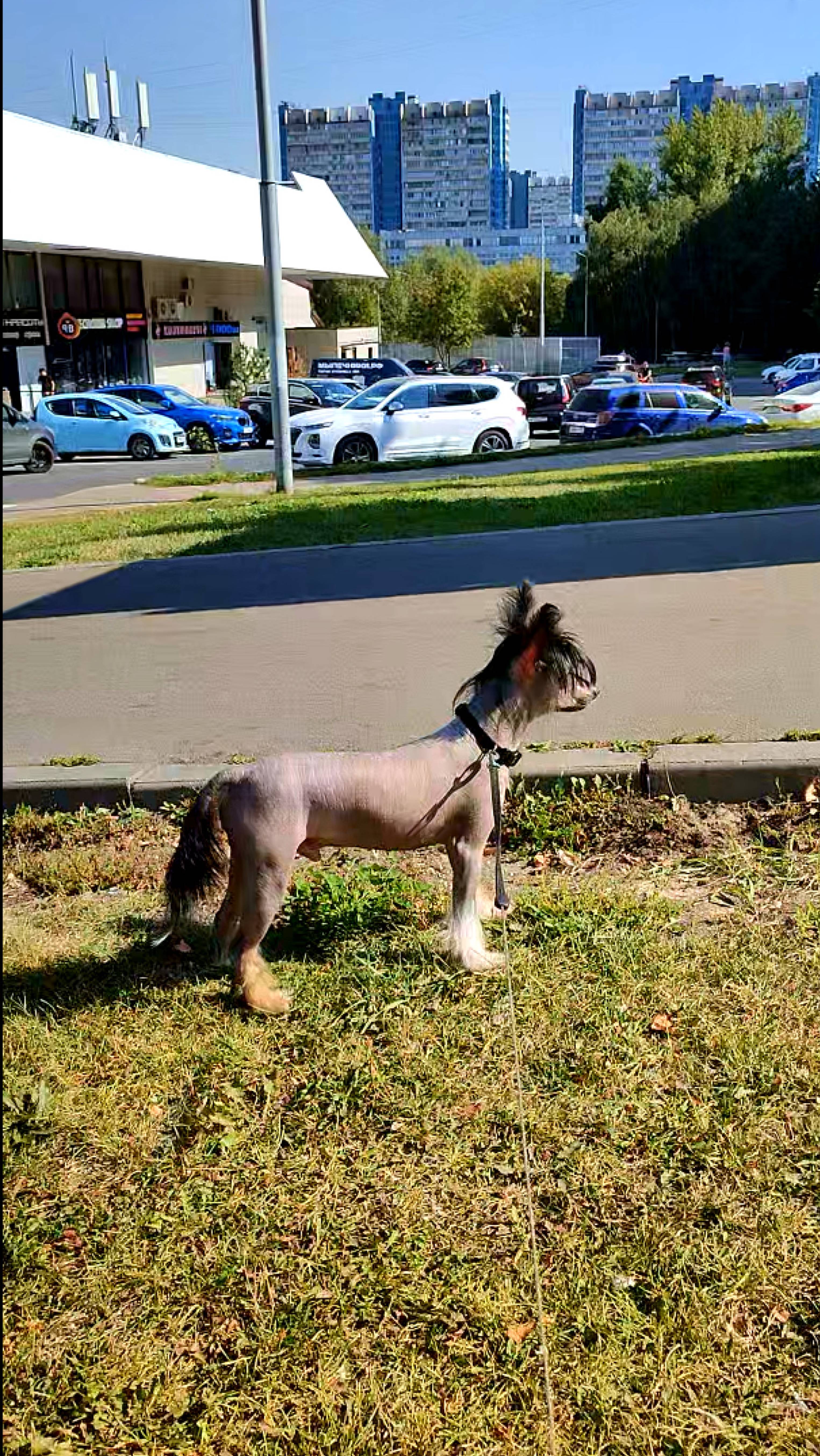 Вик покупает ошейник.