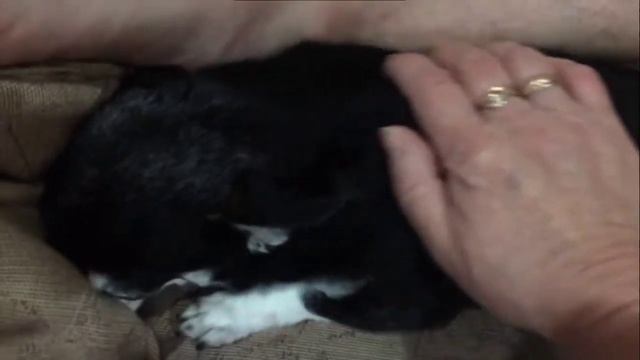 маленькая собачка говорит что не хочет гулять(собачка леся)