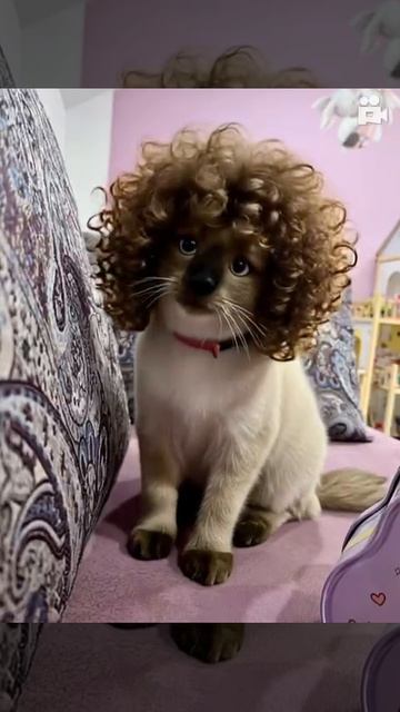 Пора в Собес