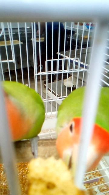 Попугаи-неразлучники обА!_20250513_130704