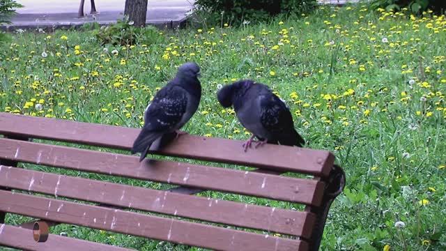 " Кузнецкий  " парк . ( Тайна  )  г Сызрань "без прикрас"