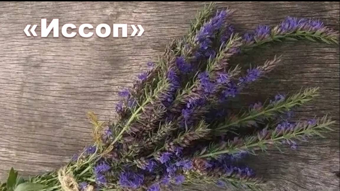 Интересный факт: "Иссоп"