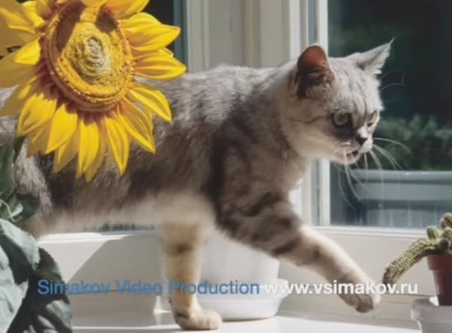 Валта ТВ - Советы ветеринарного врача. Урологический синдром у кошек