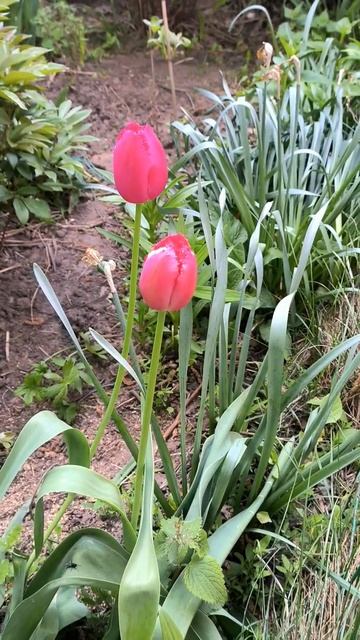Майские тюльпаны