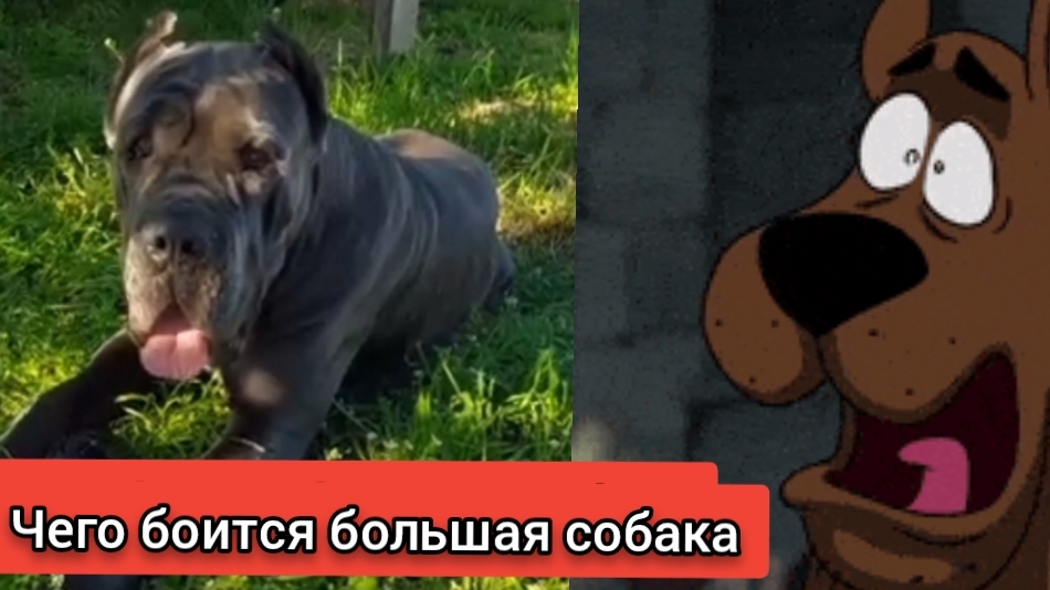 Чего боится Кане Корсо? страхи огромного пса.