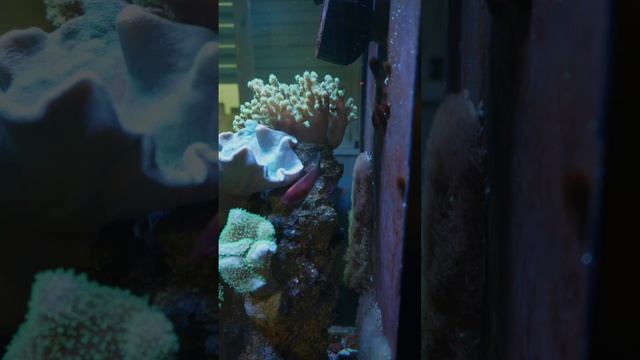Погоня под водой: губан-пижама бежит от хипатуса! #морскойаквариум #aquarium #reeflife #reef