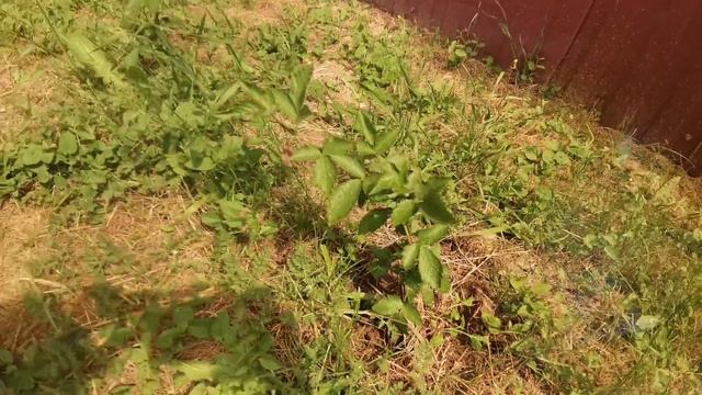 Ежевика пересаженная 1.5 месяца, как выглядит. Выпуск 3