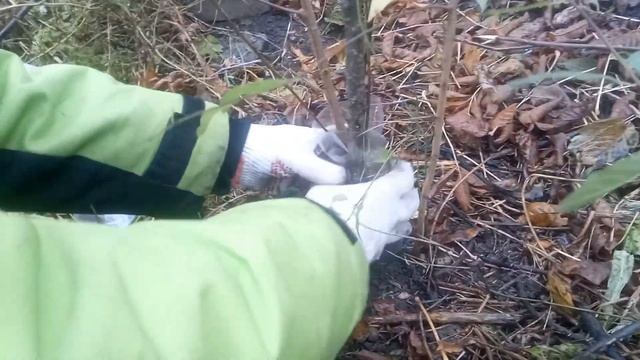 Как защитить дерево от грызунов с помощью пластиковой бутылки