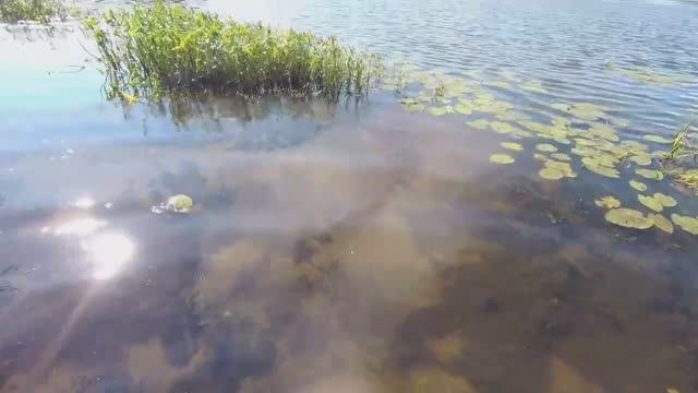 ЗА ГРИБАМИ НА ОСТРОВА. ОБСЛЕДУЕМ ОСТРОВ ЗА ОСТРОВОМ. ЕСТЬ ЛИ ГРИБЫ НА ОСТРОВАХ ?