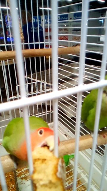 Попугаи-неразлучники: и поесть, и поцеловаться, и спинку клювом почесать  _20250513_130635