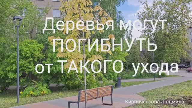 ДЕРЕВЬЯ могут погибнуть от ТАКОГО ухода