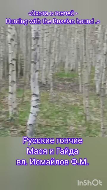 Русские гончие Мася и Гайда вл . Исмайлов Ф.М. #собака #hunting #топ #trout